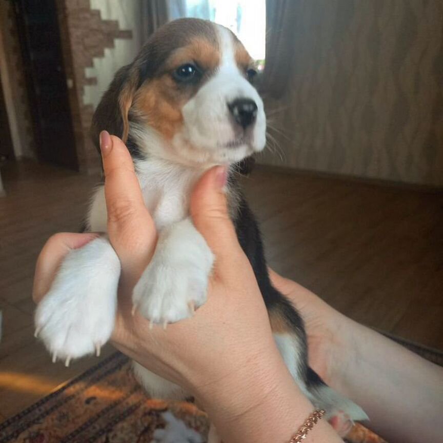 Собаки щенки бигль