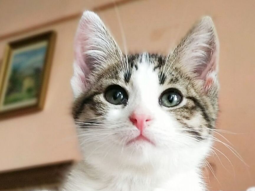 Юпитер 2 месяца