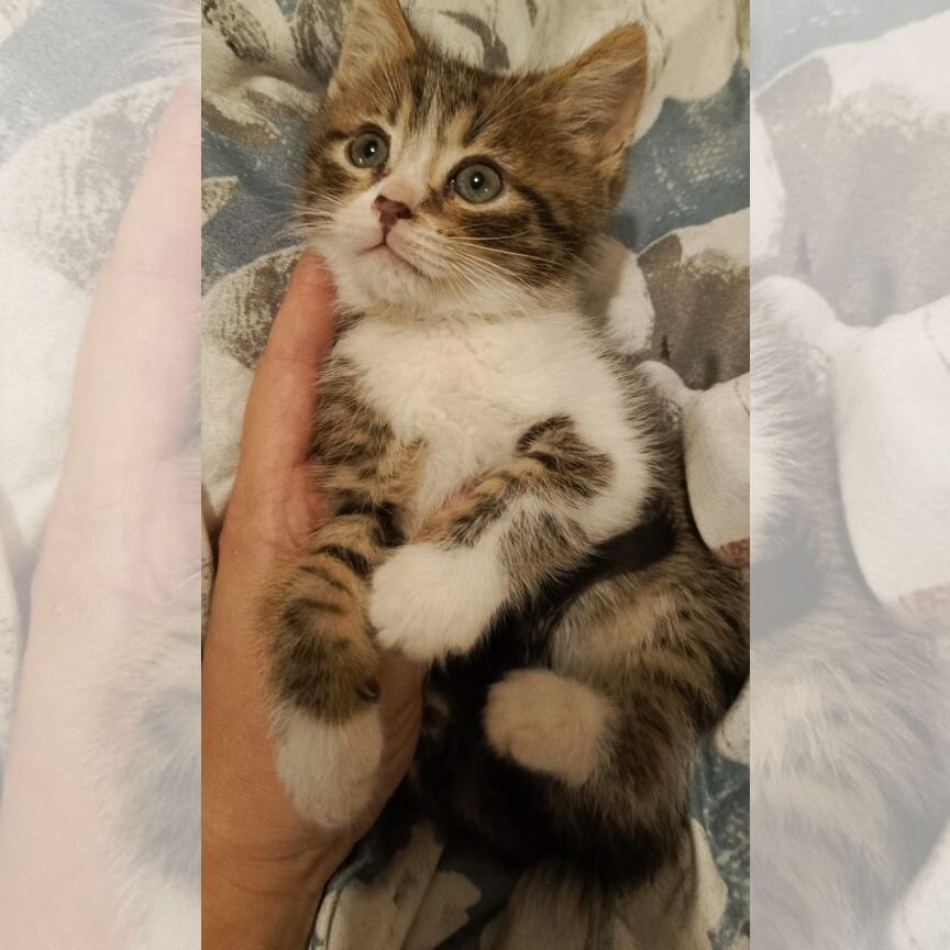 Котики в добрые ручки