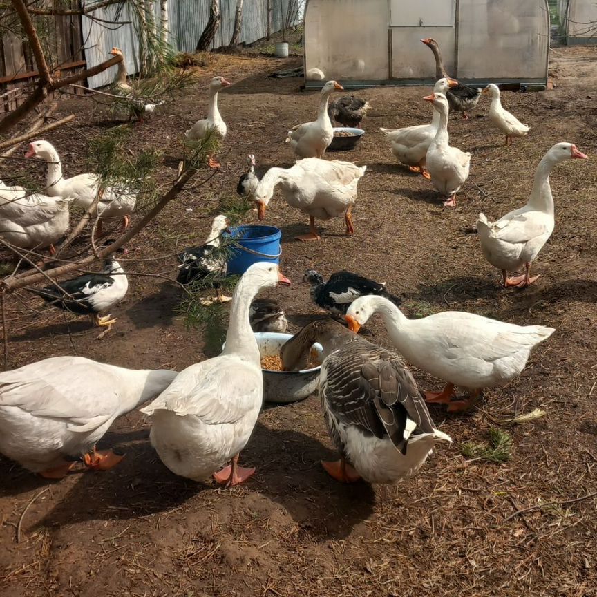 Продажа взрослых гусей породы Холмогоры