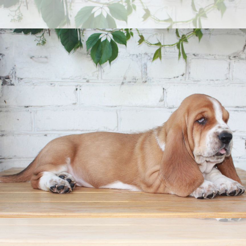 Бассет хаунд махагоновый мальчик