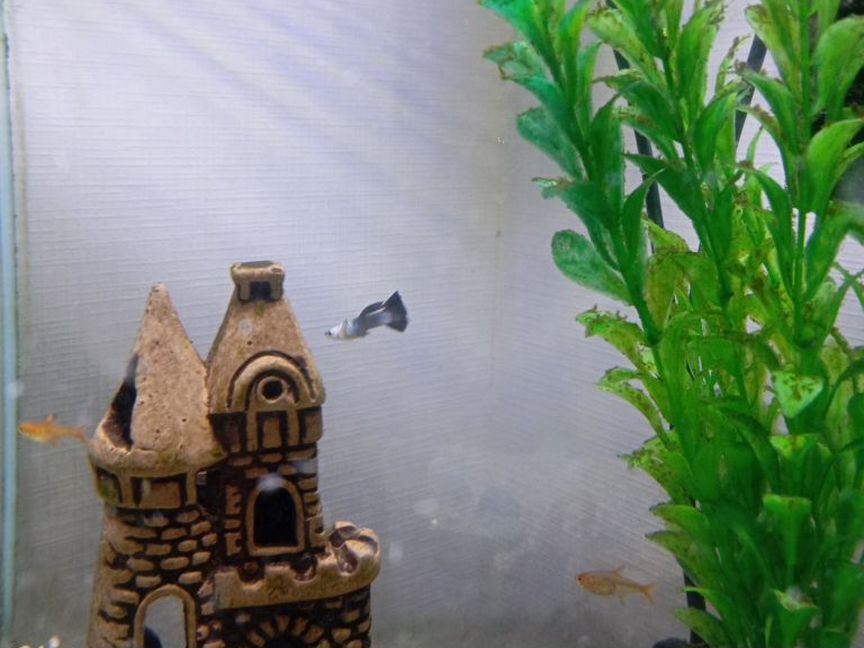 Аквариумные рыбки отдам