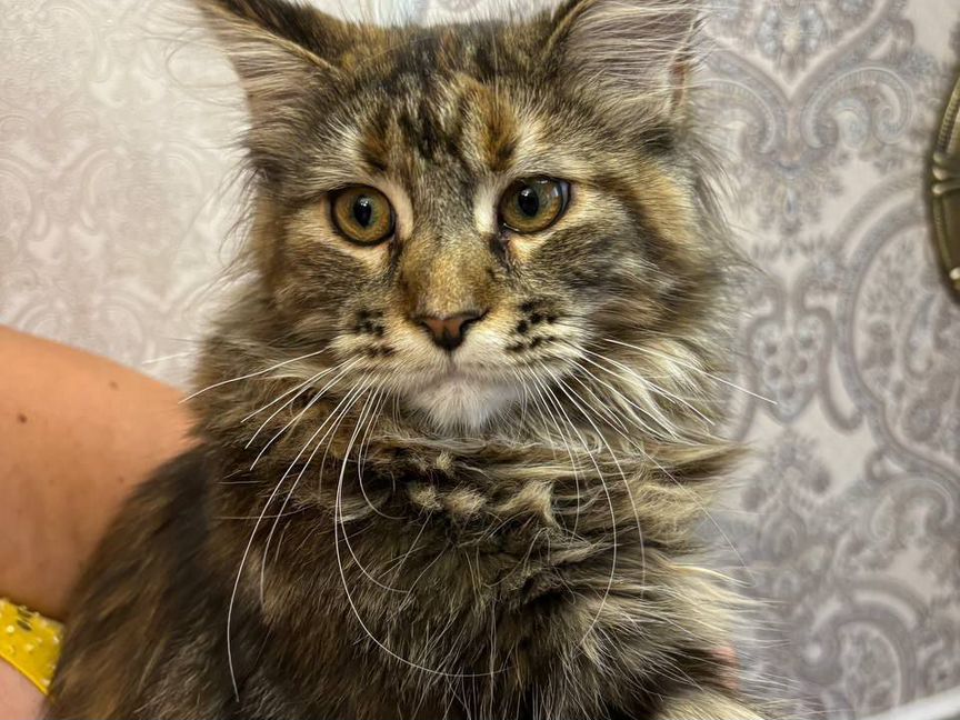 Продаётся мейн кун