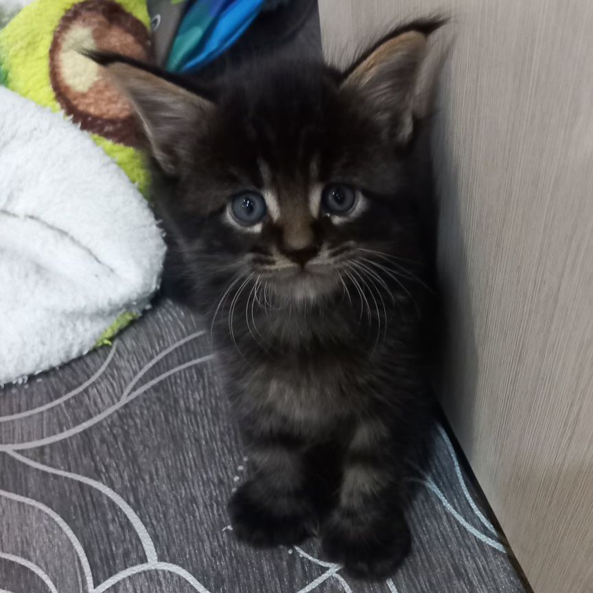 Мейн-кун котёнок