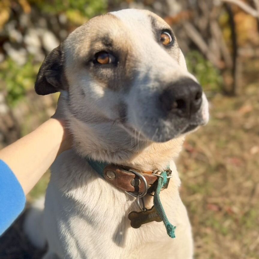 Славный пес Жора в добрые руки