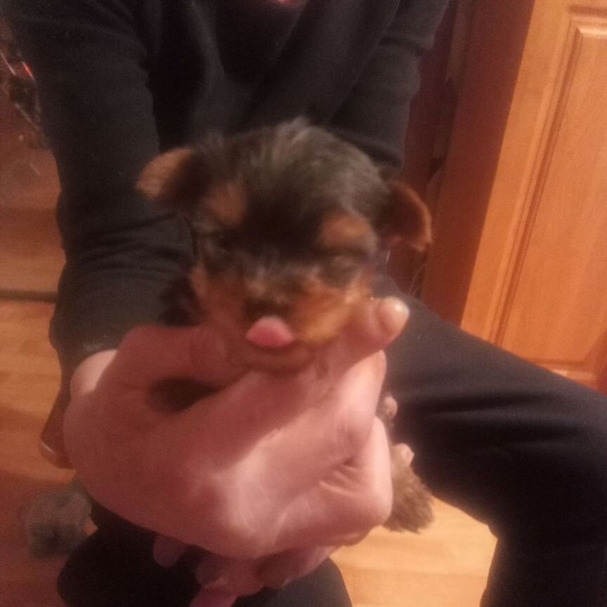 Йоркширский терьер, щенок