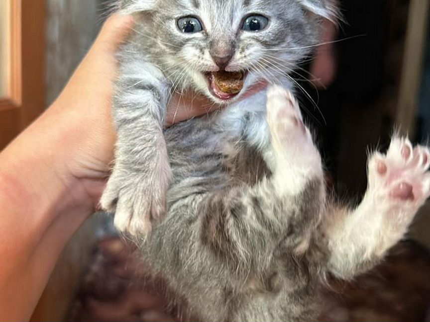 Шотландская кошка