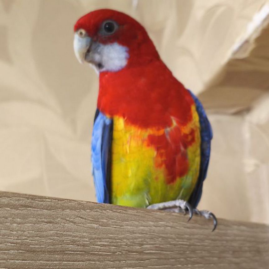 Попугай розелла