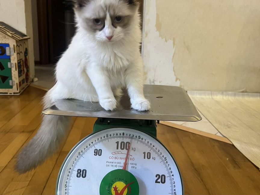 Котята породы рэгдолл