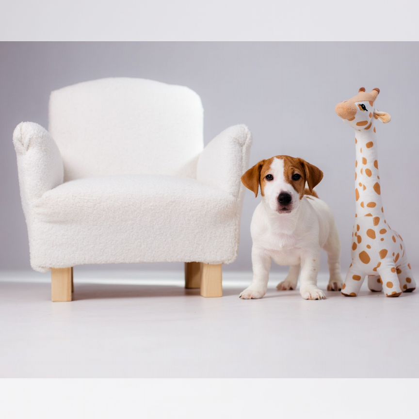 Джек-рассел-терьер, щенок