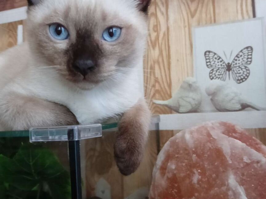 Тайские сиамские котята