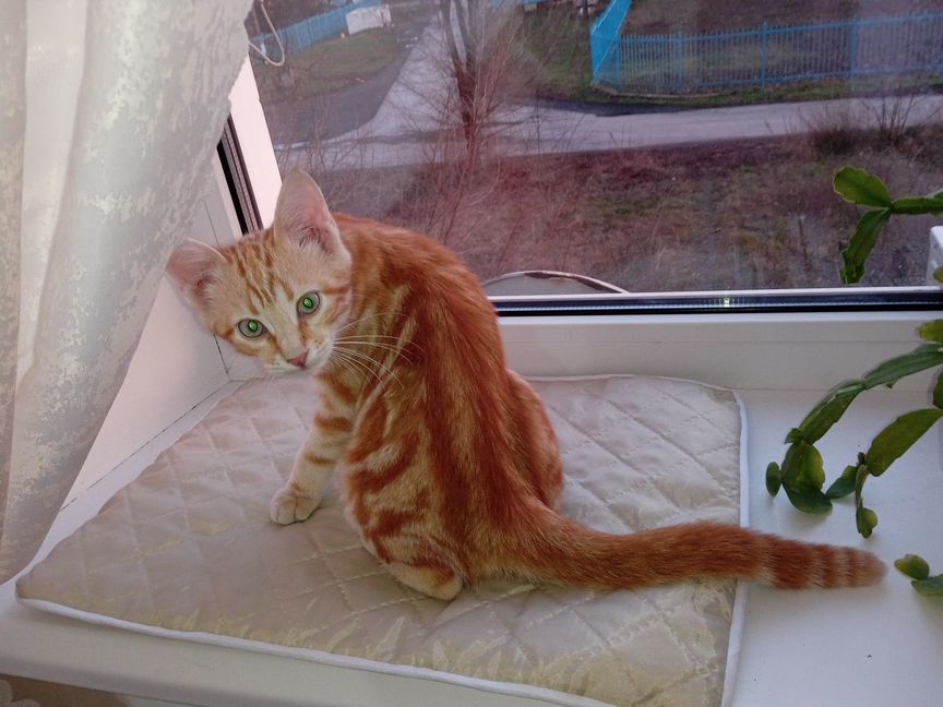 Коврик (матрасик, подстилка) для кошки