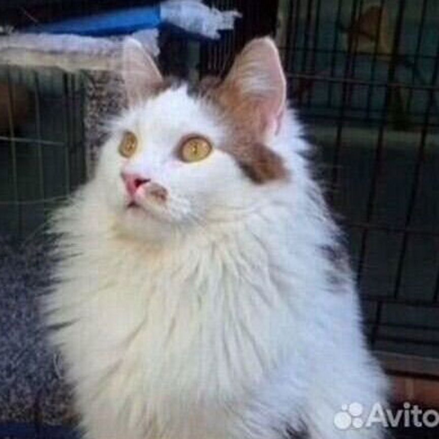 Взрослый кот в добрые руки