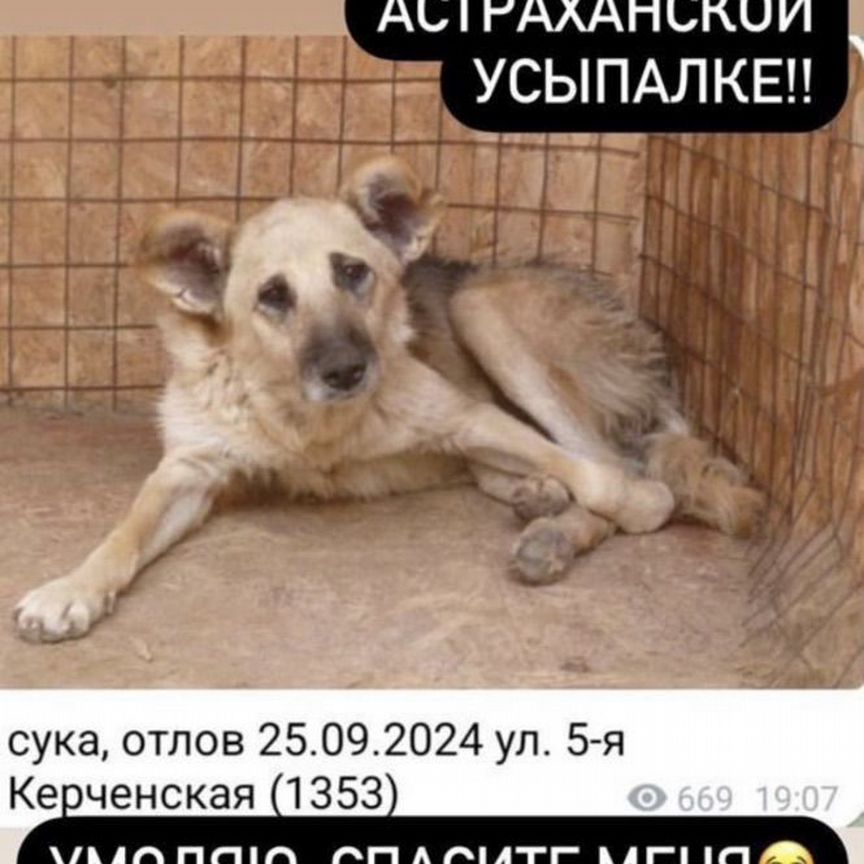 Спасите собаку с усыпалки