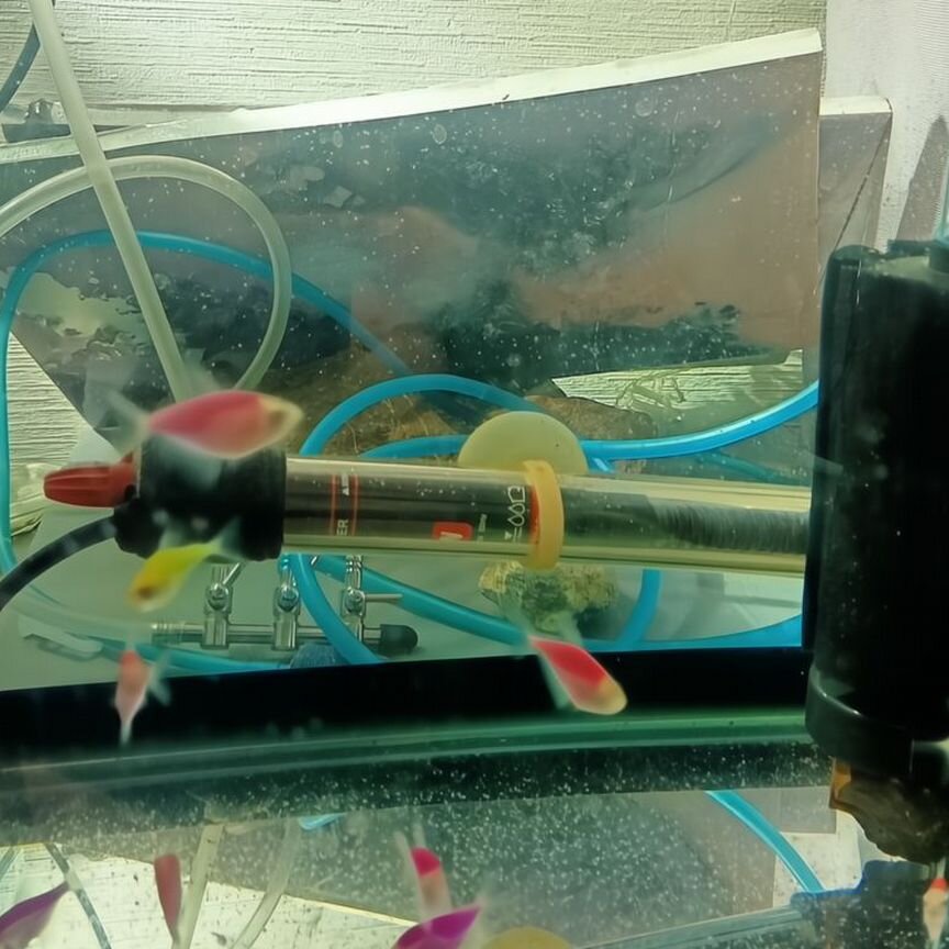 Рыбки тернеции гло