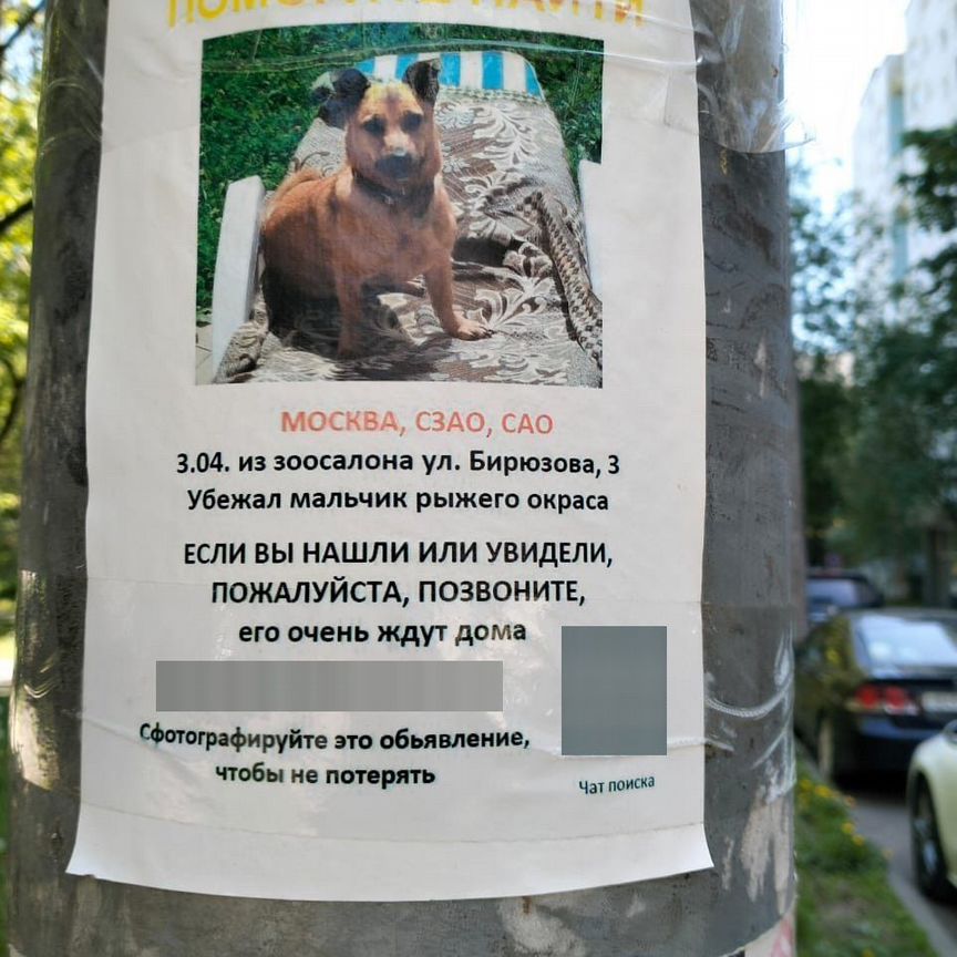 Собака разыскевается