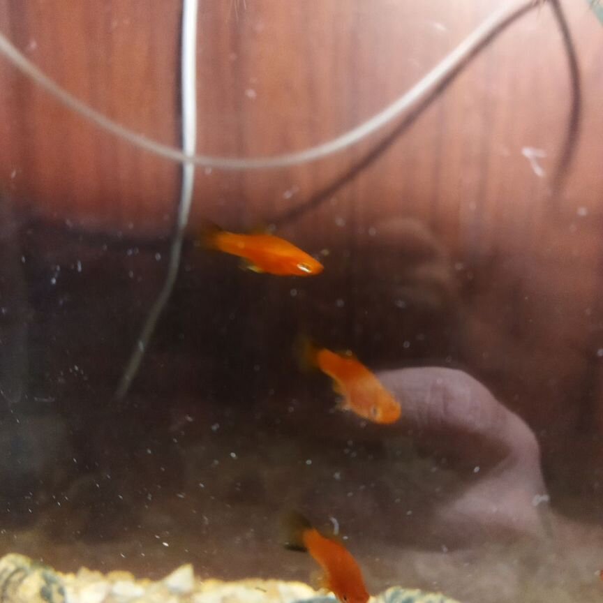 Меченосцы красные и черные 6шт