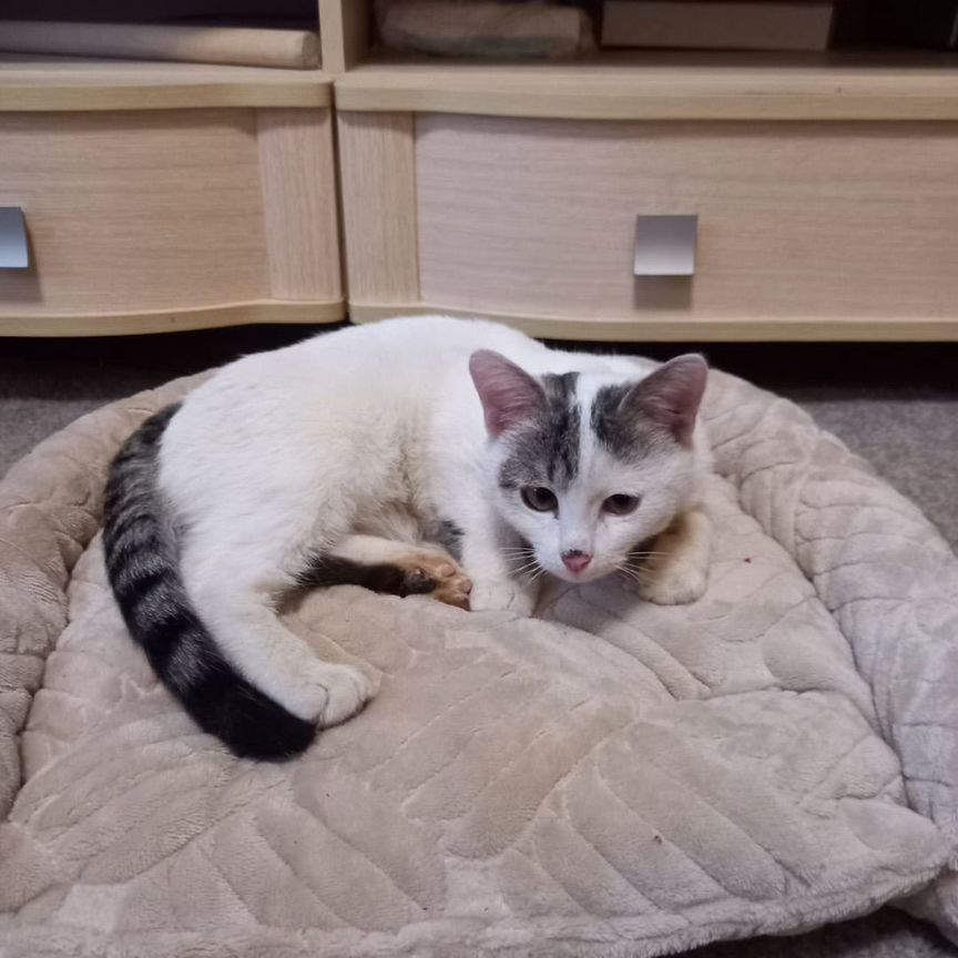 Котенок в дар