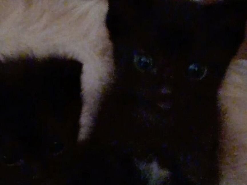 Котята
