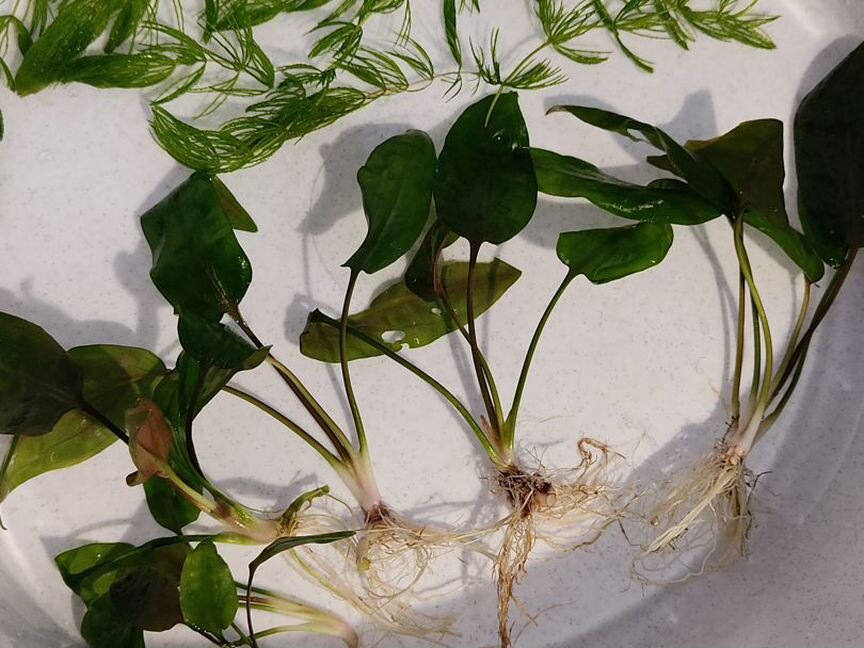 Криптокорина, роголистник