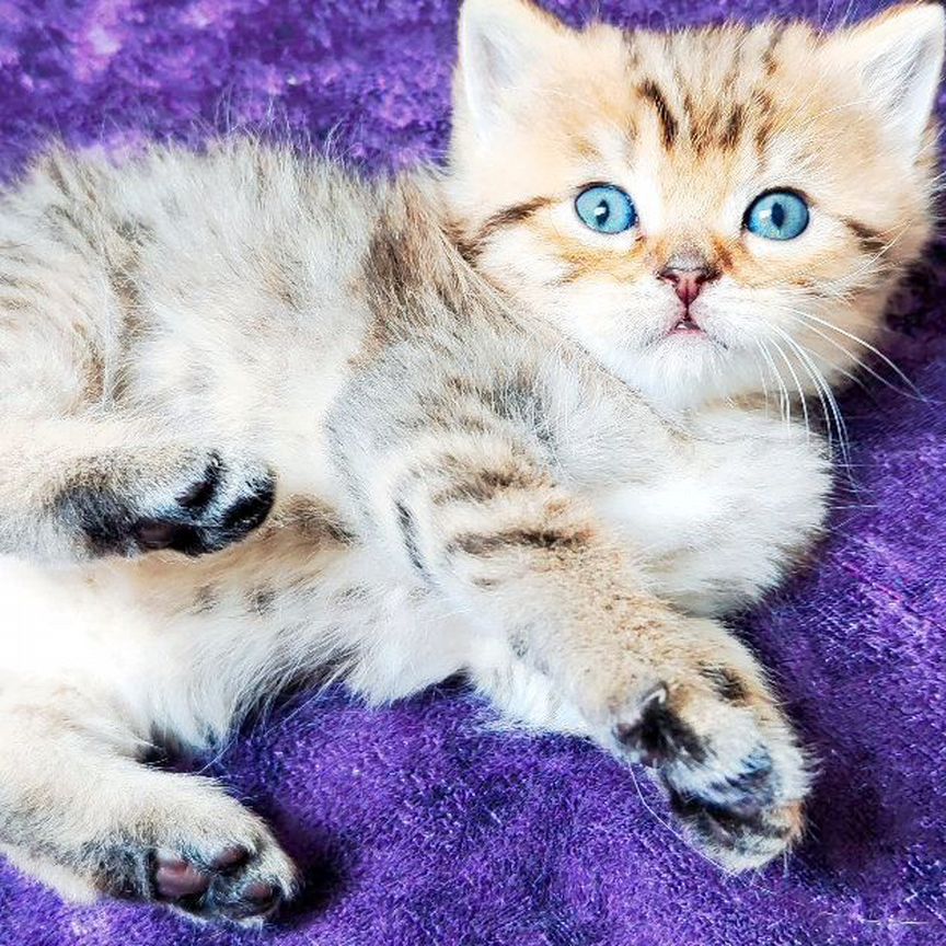 Шотландские девочки