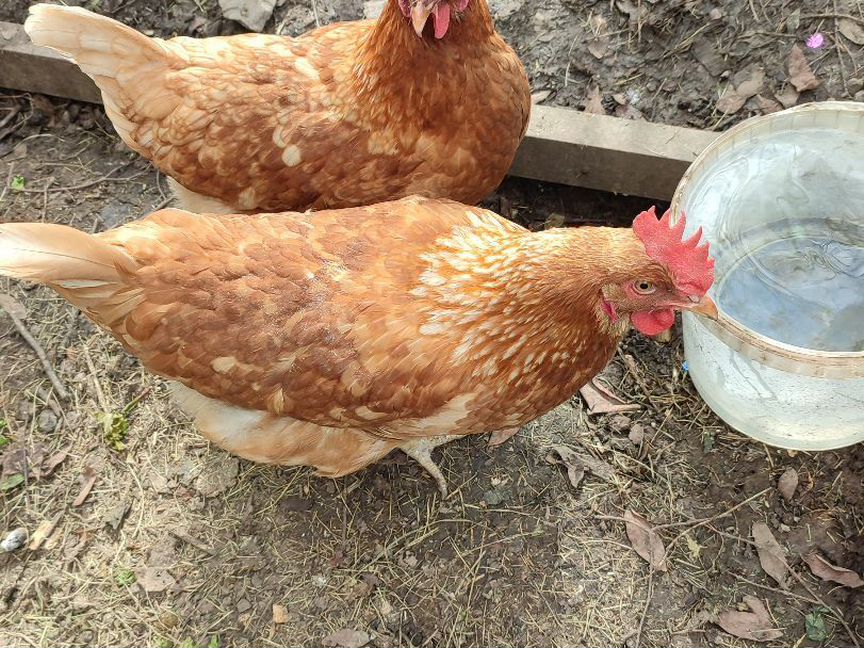 Куры несушки ломан браун и декалб 7 штук