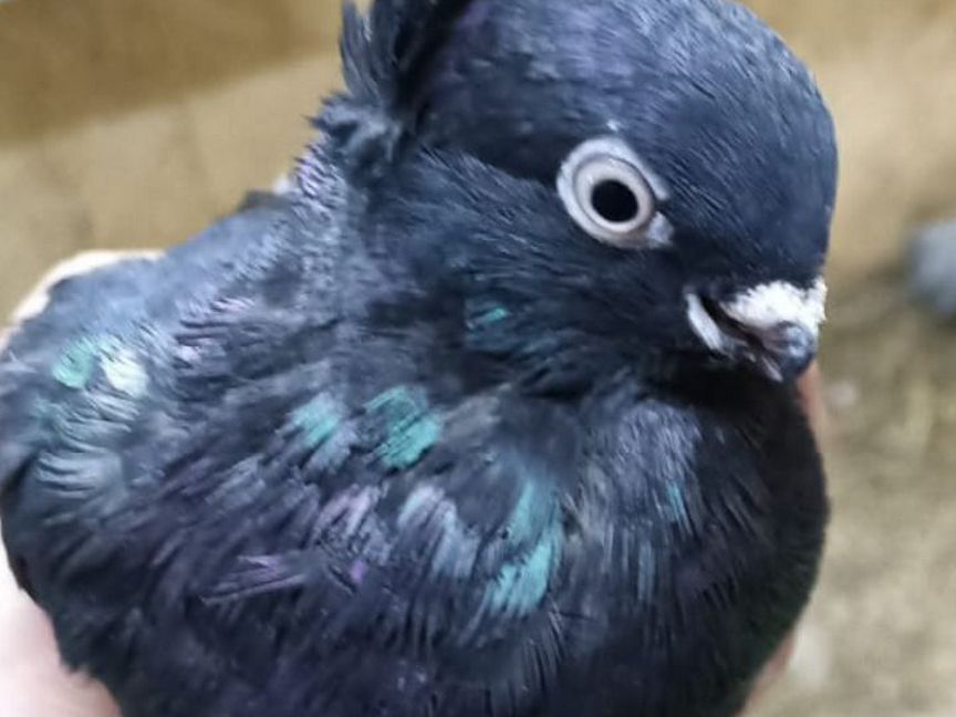 Голуби узбекские