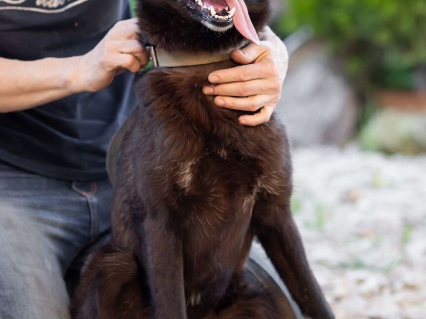 Собака в добрые руки