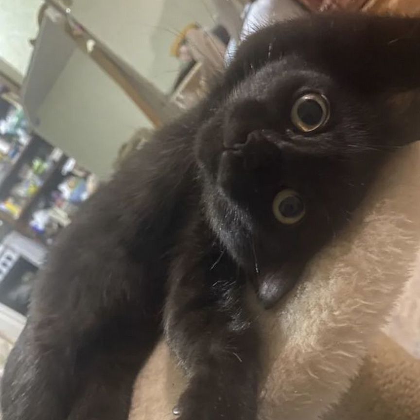 Отдам в хорошие руки котенка