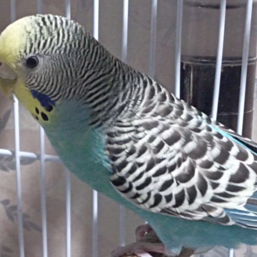 Волнистые попугаи