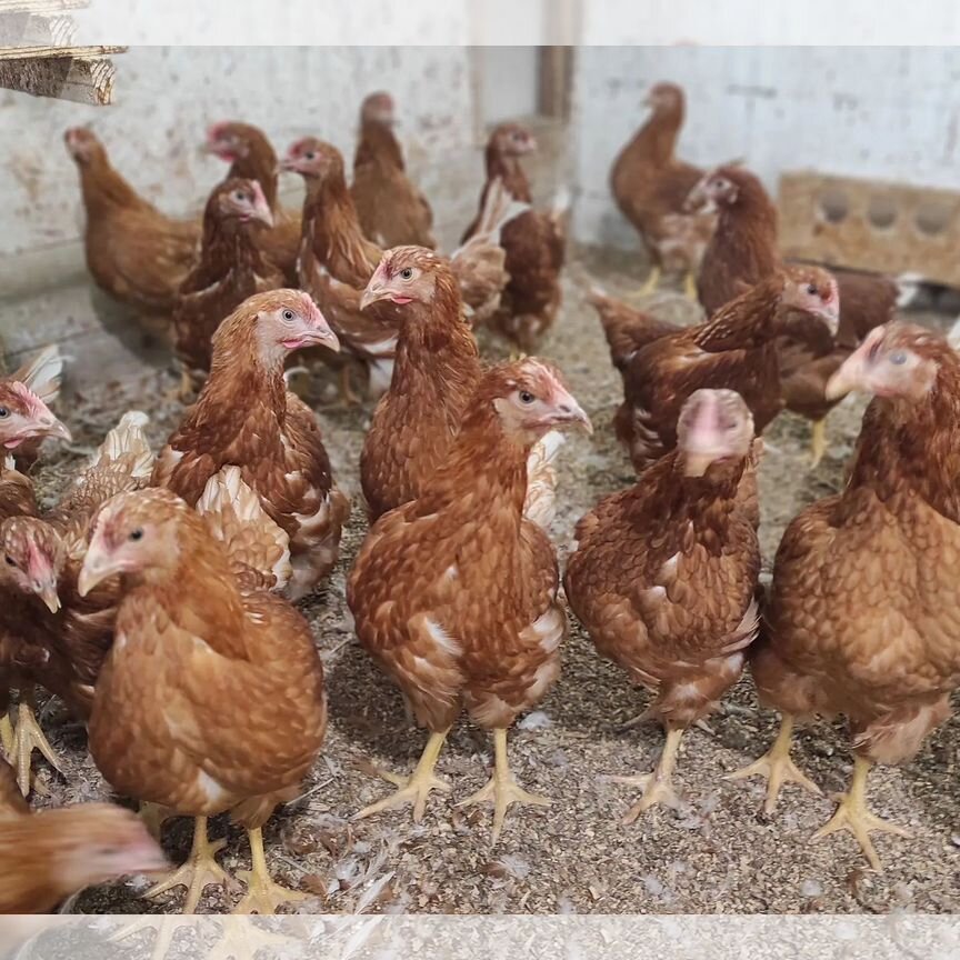 Куры молодки несушки радонит