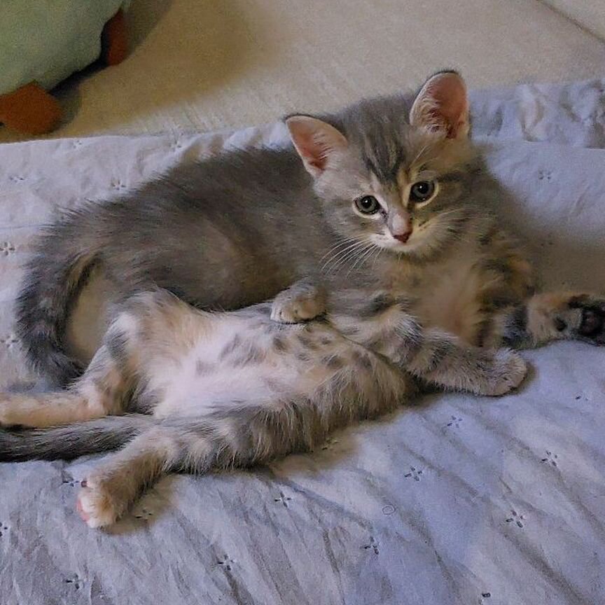 Котёнок в добрые руки