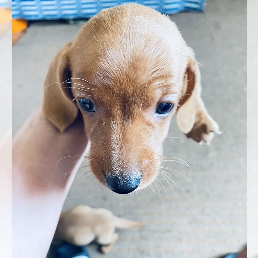 Такса, щенок