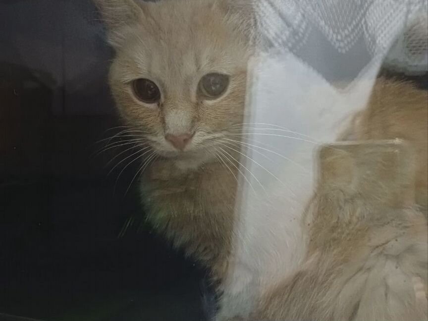 Отдам котенка подростка
