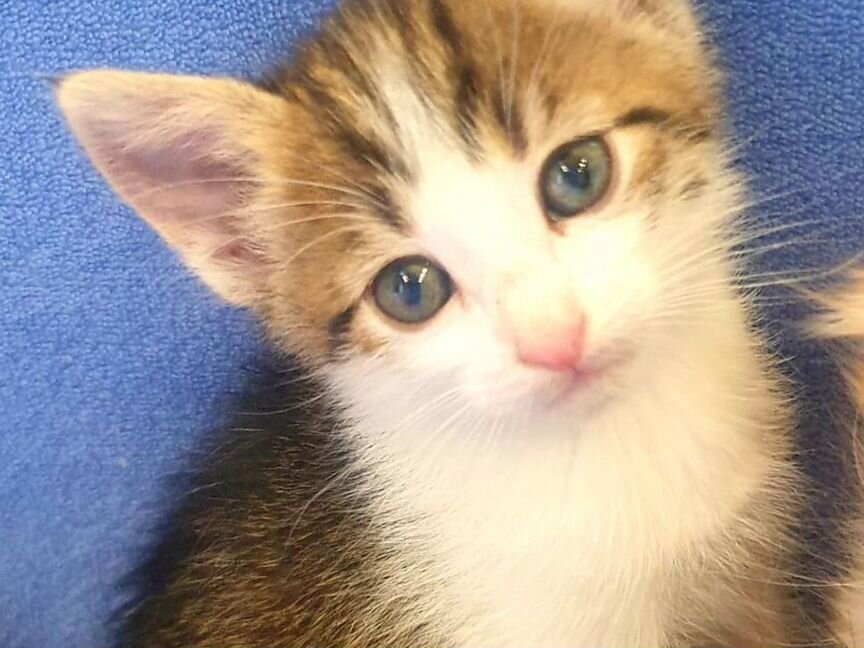 Котенок страйт