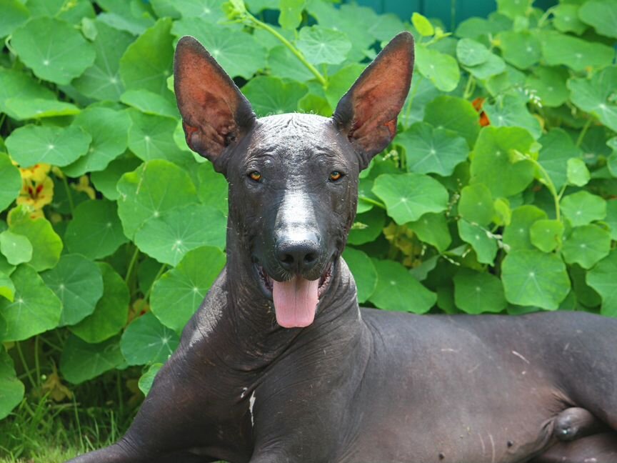 Мексиканская голая, девочки стандарт