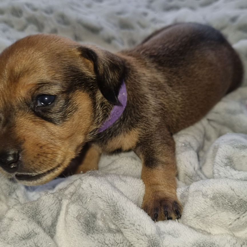 Такса, щенок