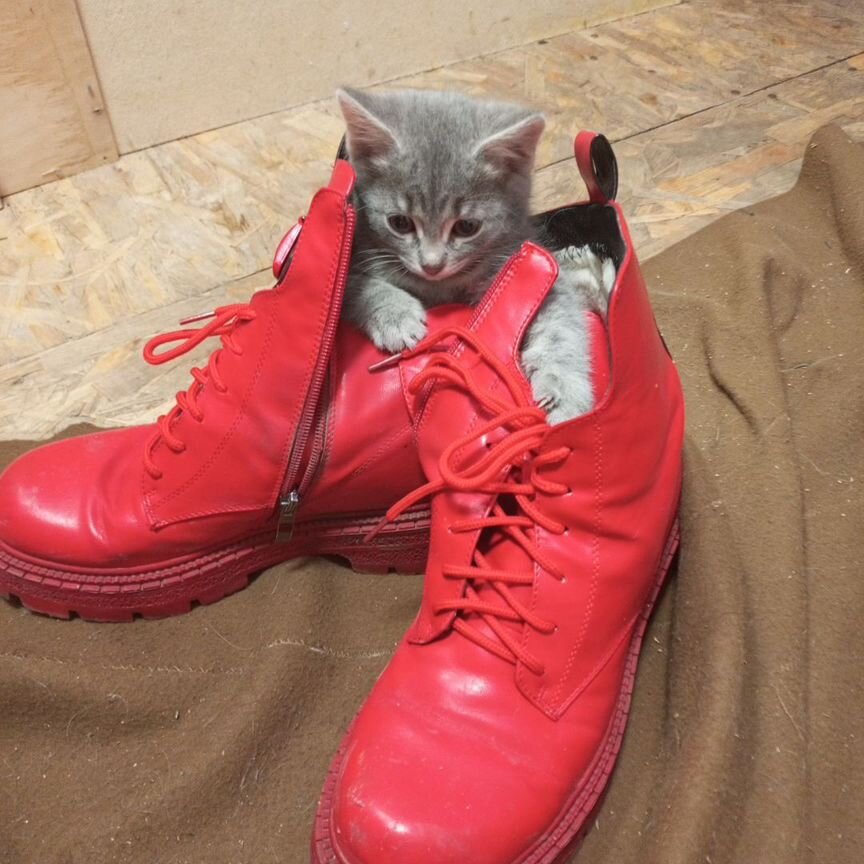 Котёнок в добрые руки