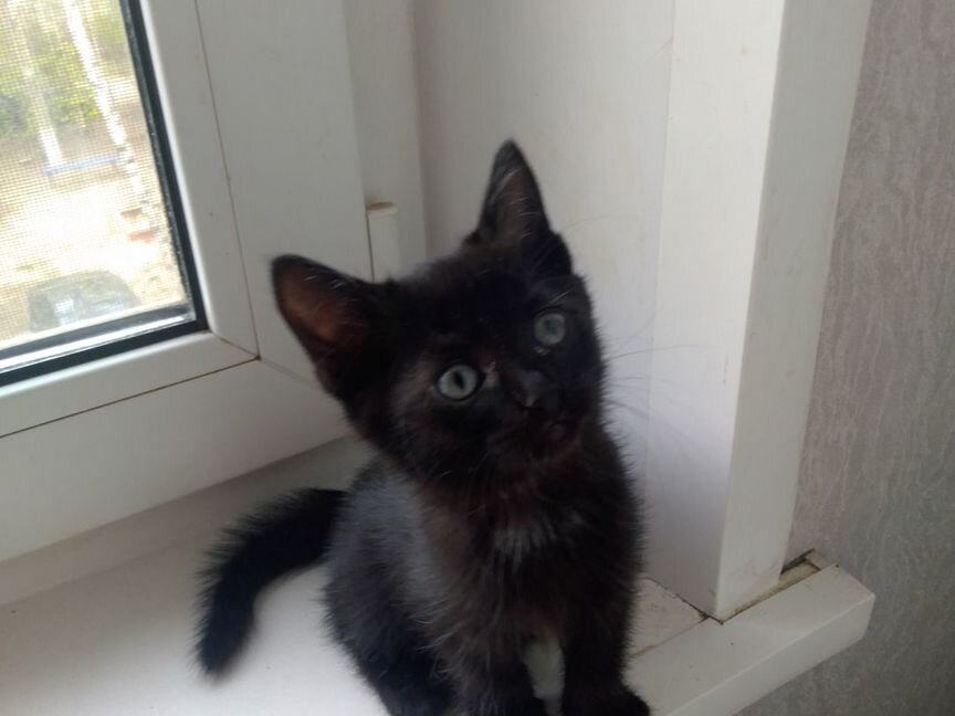 Черные кошечки-Багирки (1.03.2024)