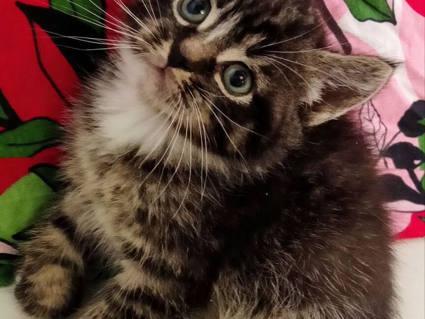 Сибирские кото-детки