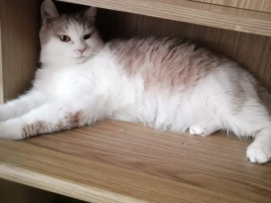 Кот Сеня отдам в добрые руки.Доставка