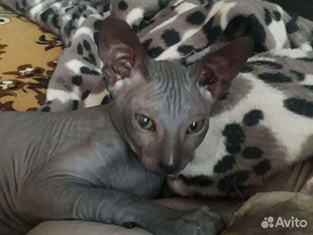 Продается котенок донской сфинкс