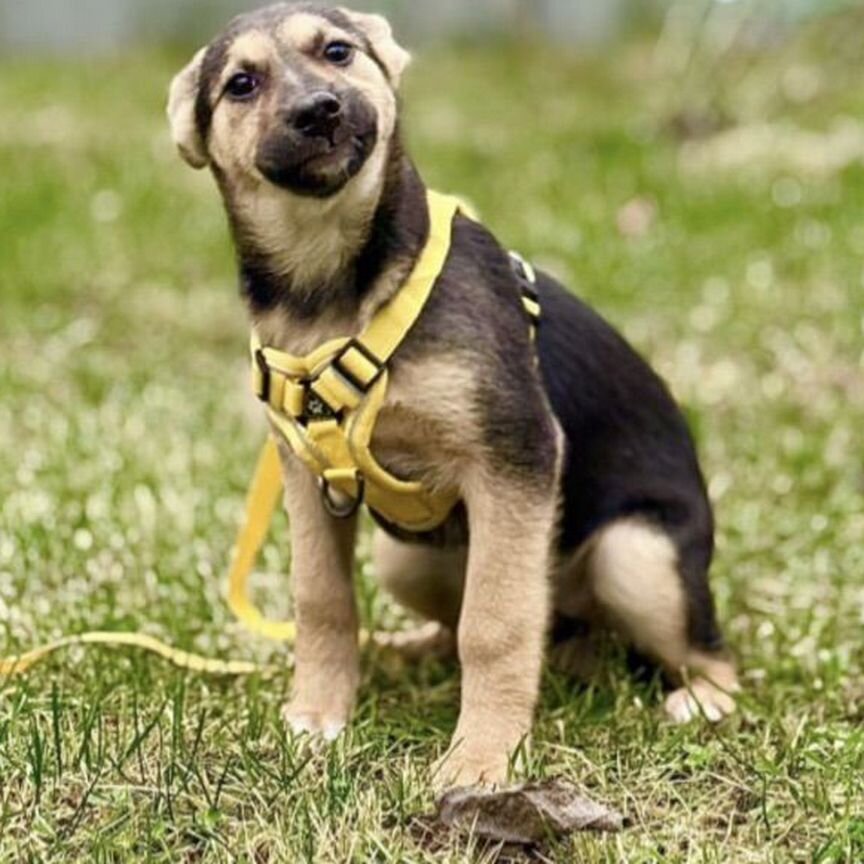 Щенок в добрые руки