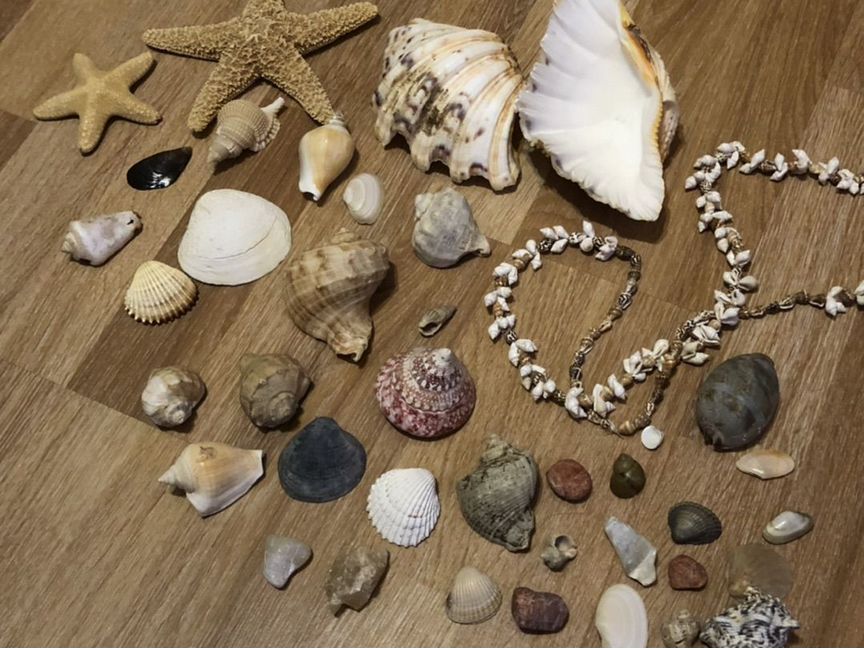 Морские ракушки, в аквариум, декор