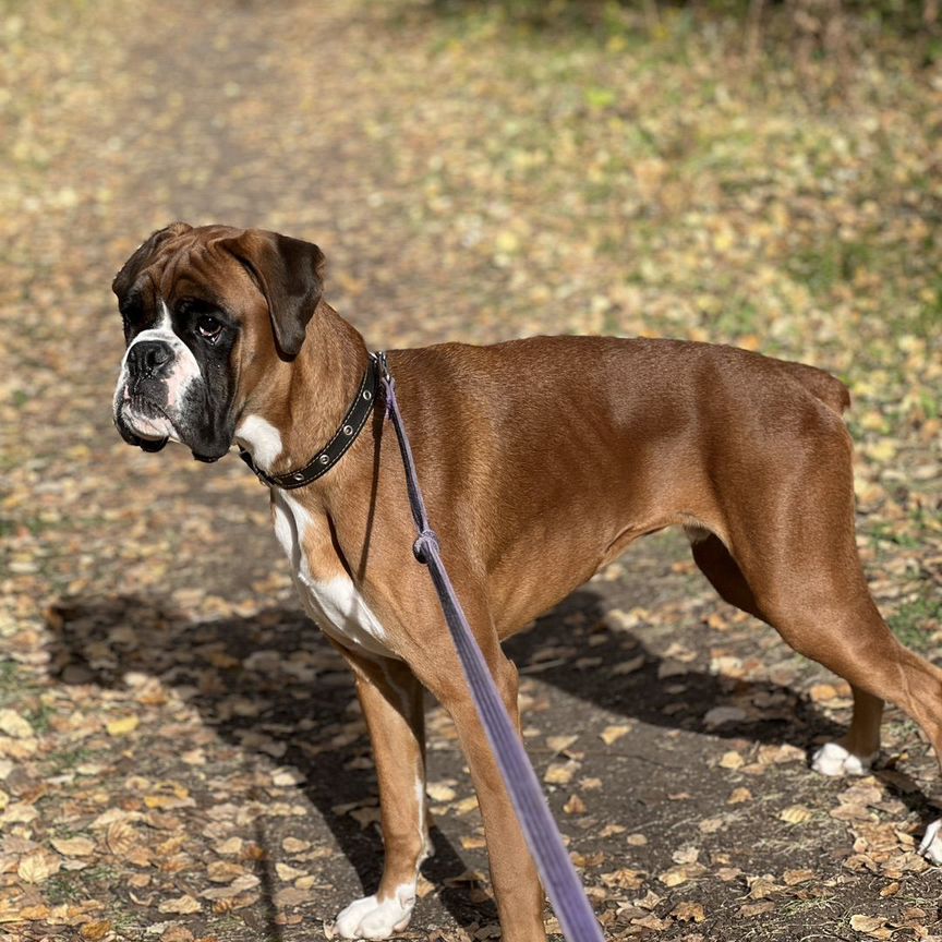 Отдам собаку в добрые руки