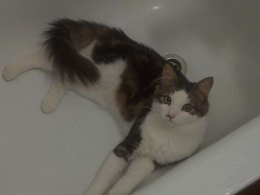 Кошка 11 мес