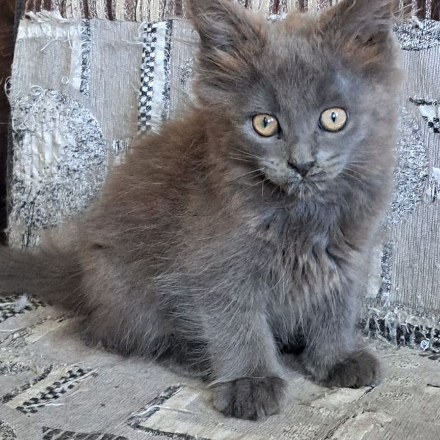 Мейн-кун котёнок