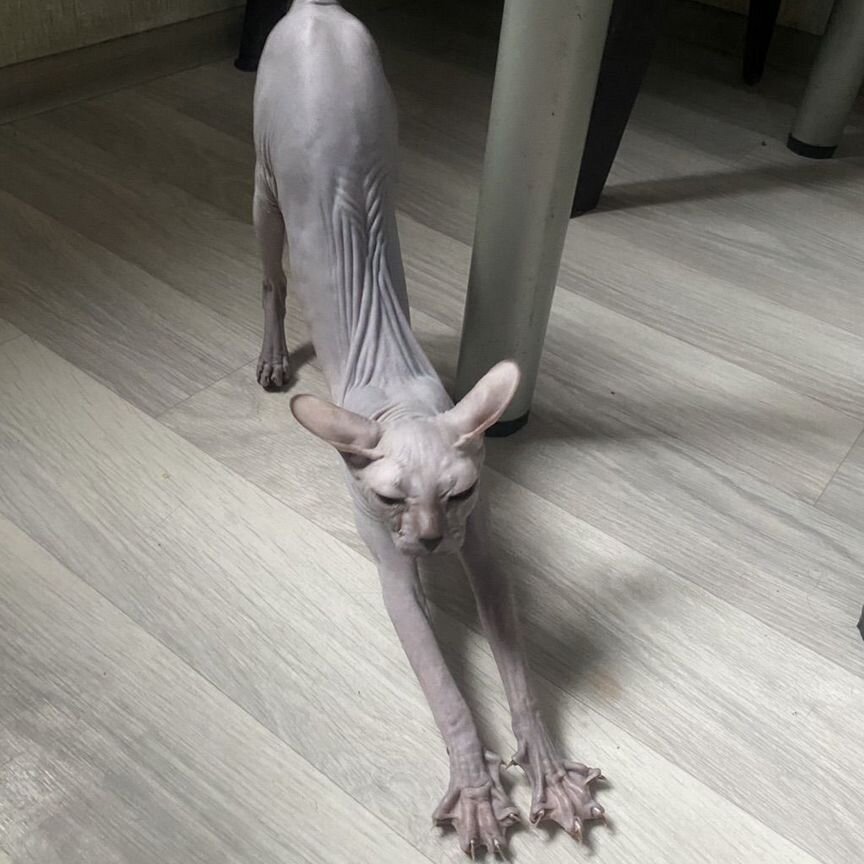 Канадский сфинкс котёнок