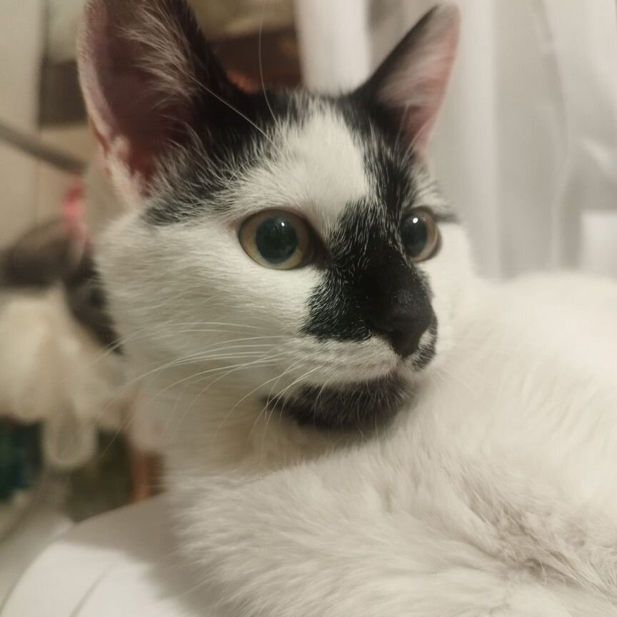 Котенок ищет дом и грустит в ванной