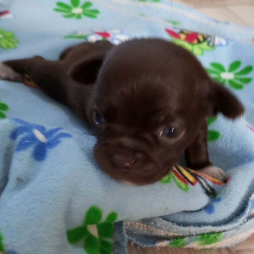 Чихуахуа мини